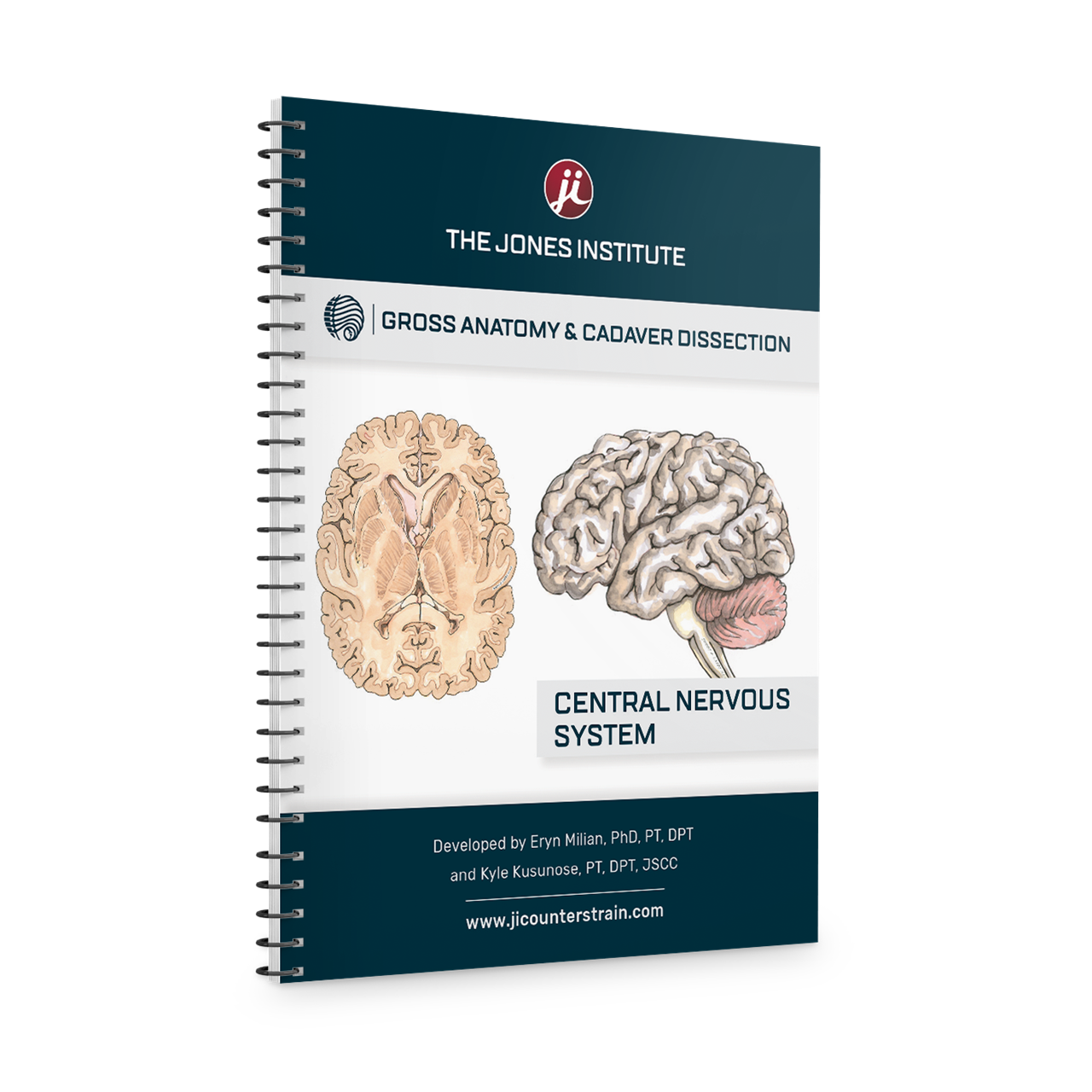 Gross Anatomy Cadaver Dissection: CNS Brain 2025